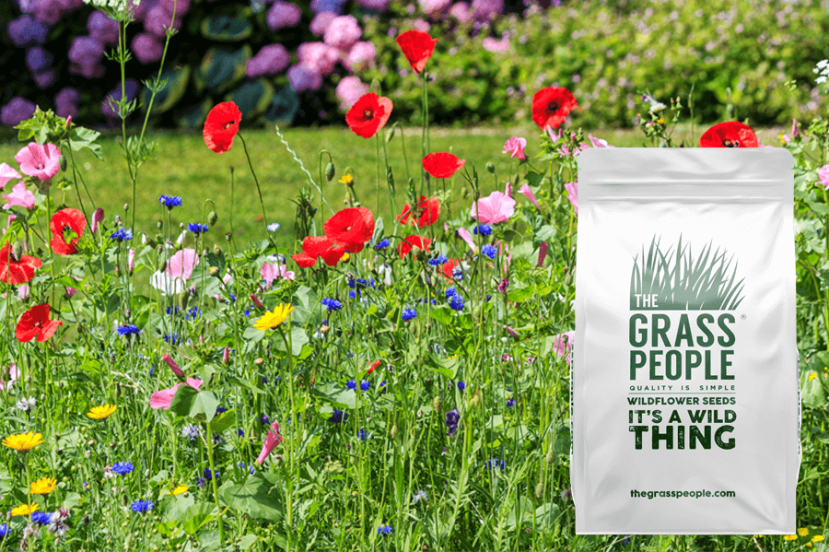 Wildflower Meadow Seeds
